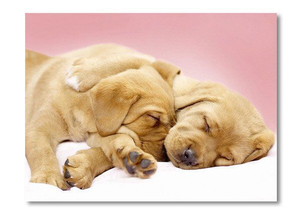 Animale domestice - Posters.md – decorațiuni interioare: postere ...